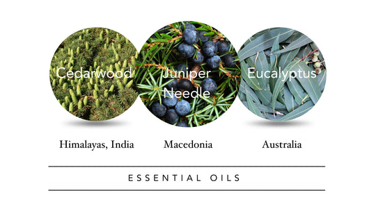 Forest Bathing candle with essential oils Wild Planet Aromatherapy